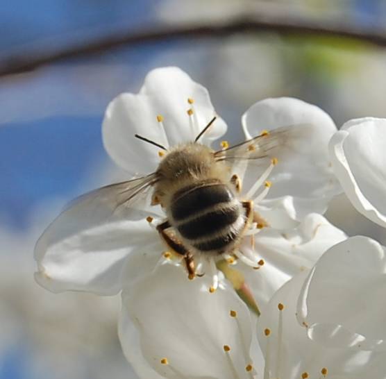 New film demonstrates innovative pollinator protection strategy | ICARDA