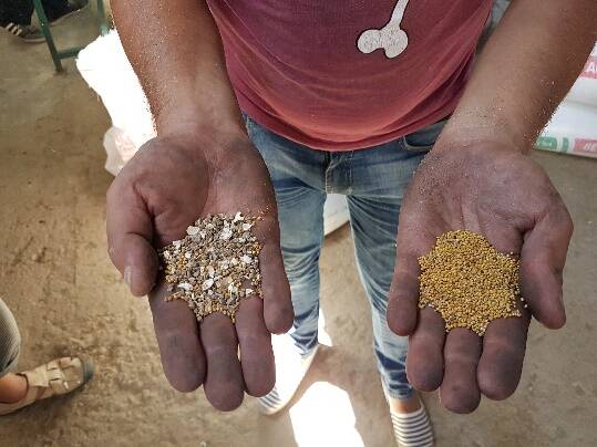 Treated seeds | ICARDA