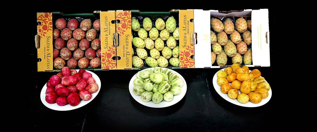 Cactus Pear | ICARDA