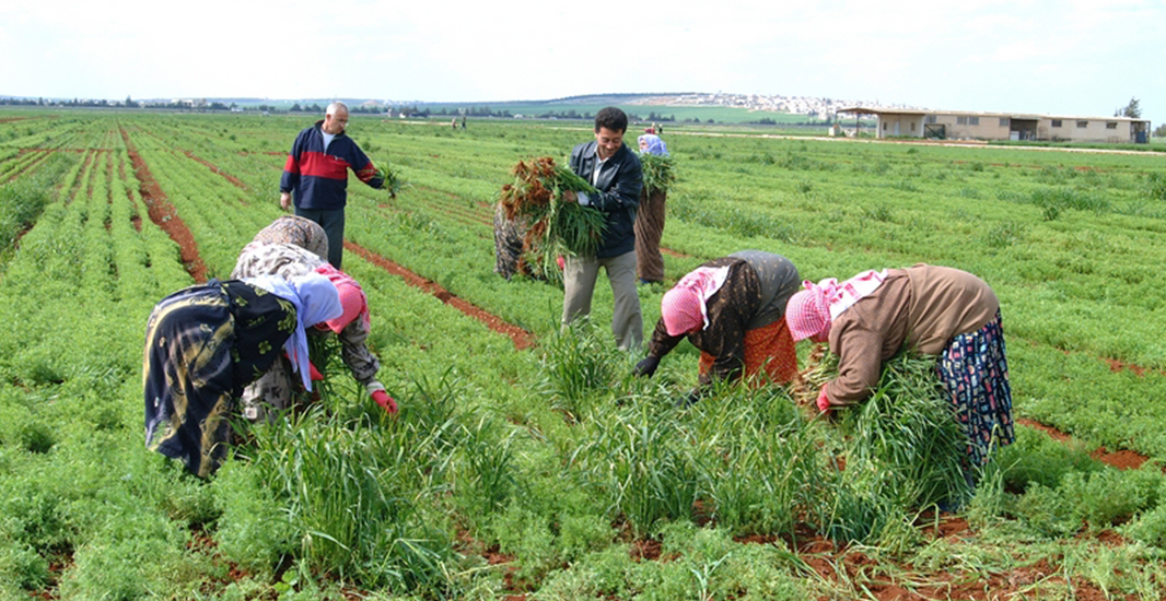 Women are carrying out more labor on farms. | ICARDA