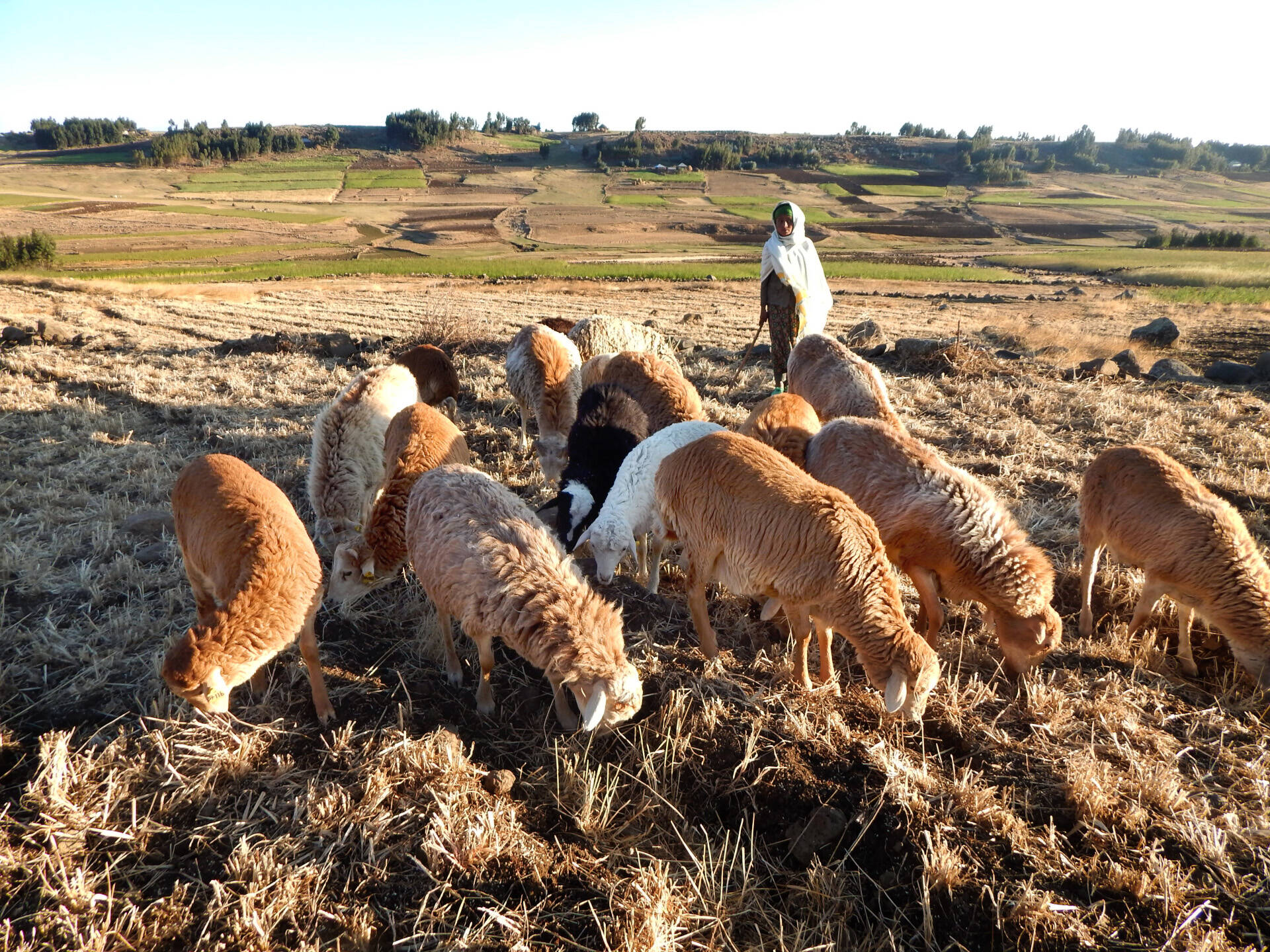 Community-based breeding programs for sheep and goats | ICARDA