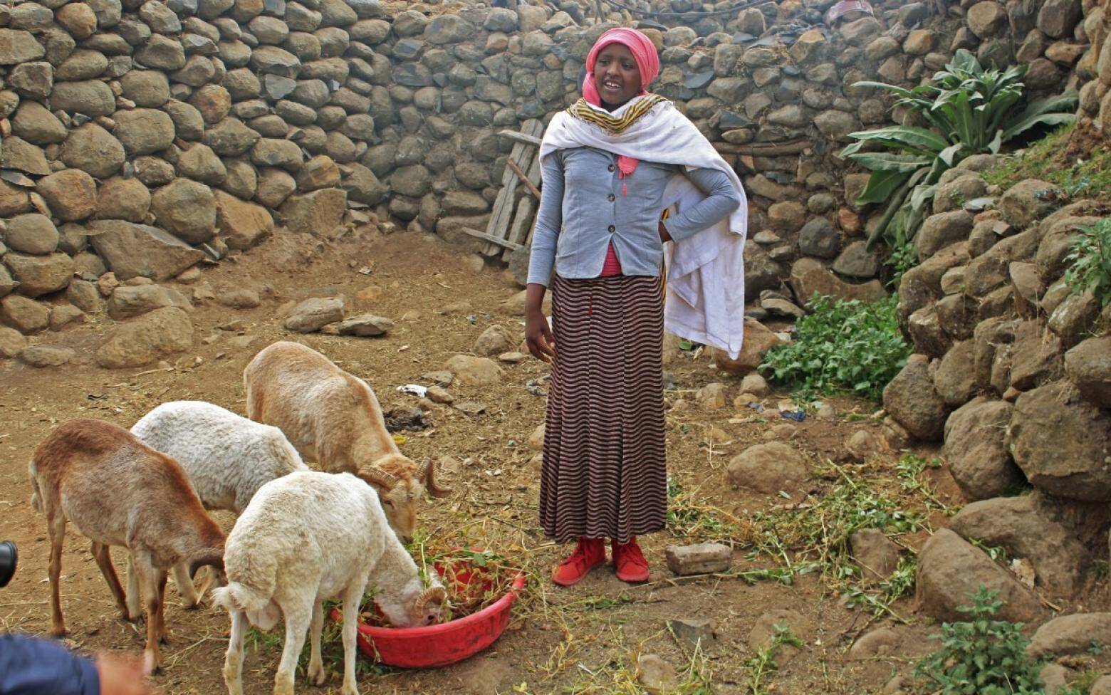 Improved Sheep Fattening Skills for Ethiopia's Youth | ICARDA