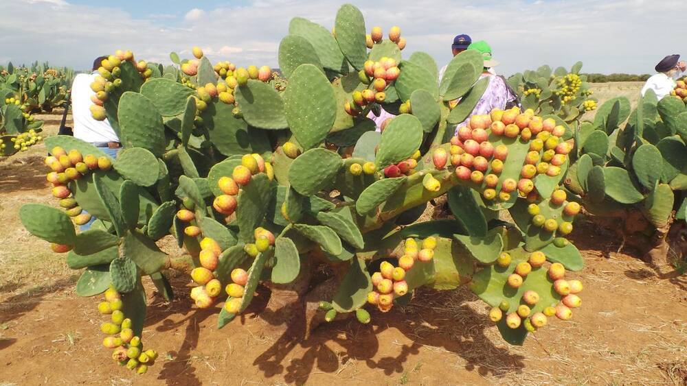 Spineless Cactus | ICARDA