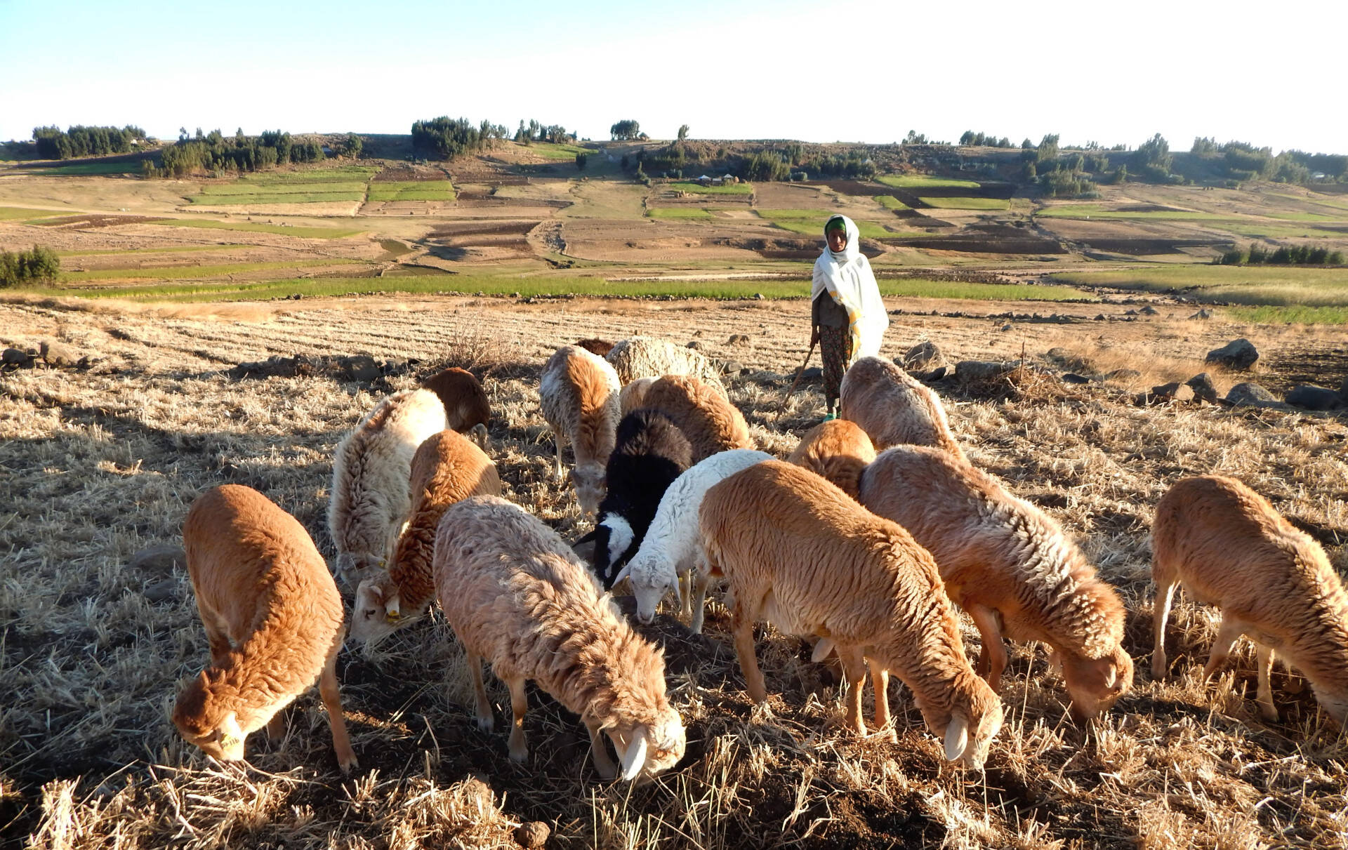 Agrosilvopastoral Systems | ICARDA