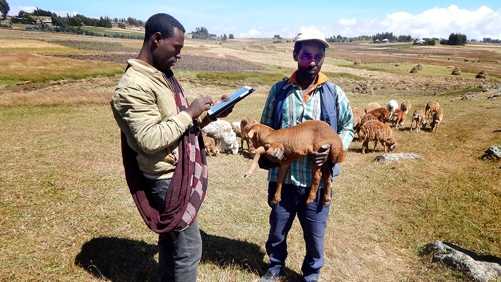 A Digital Platform for Better Community-Based Sheep and Goat Breeding ...