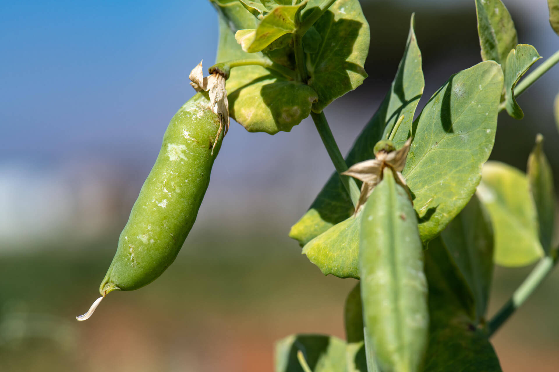 Faba Bean | ICARDA