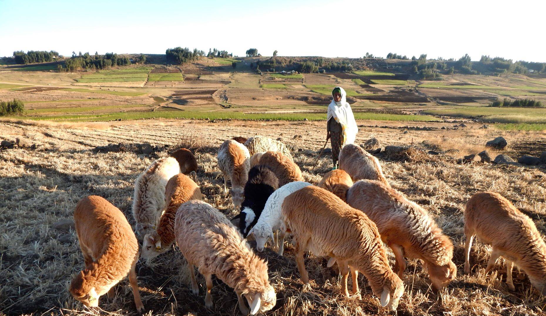 Community-based breeding programs are participatory, relatively cheap ...