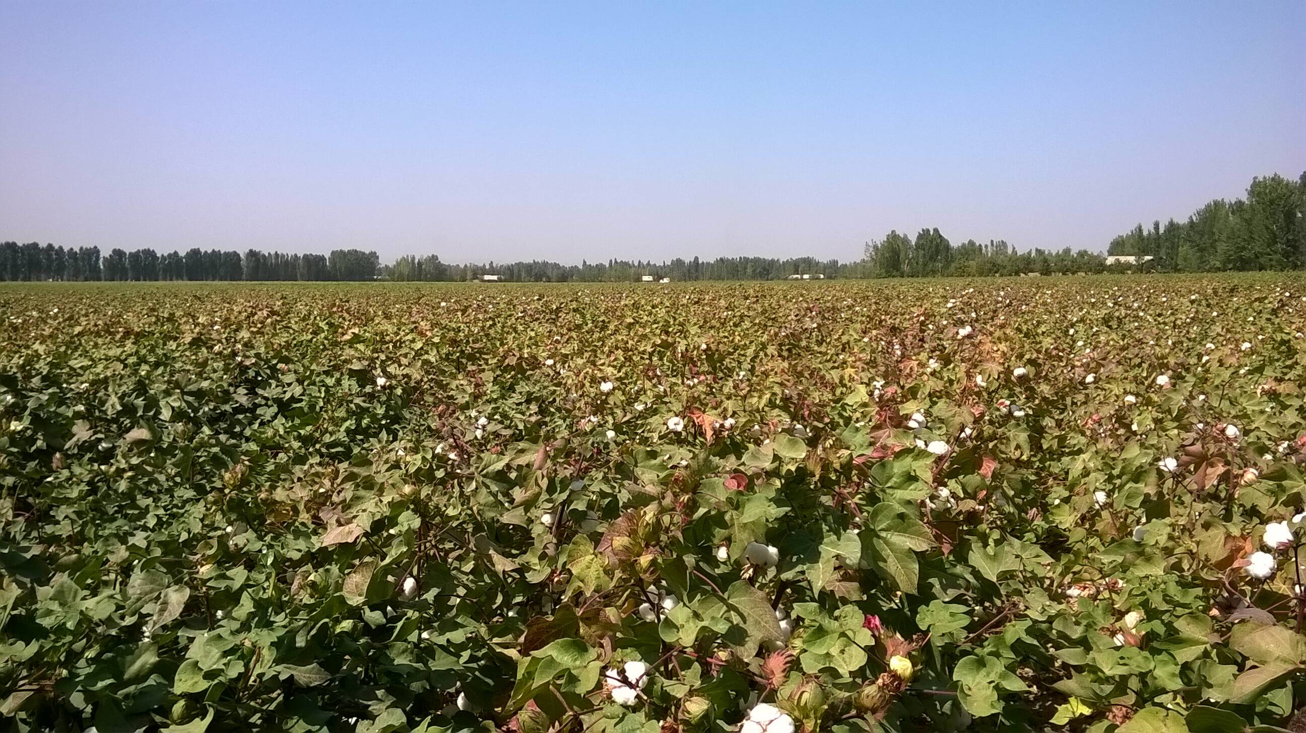Cotton field in Uzbekistan | ICARDA