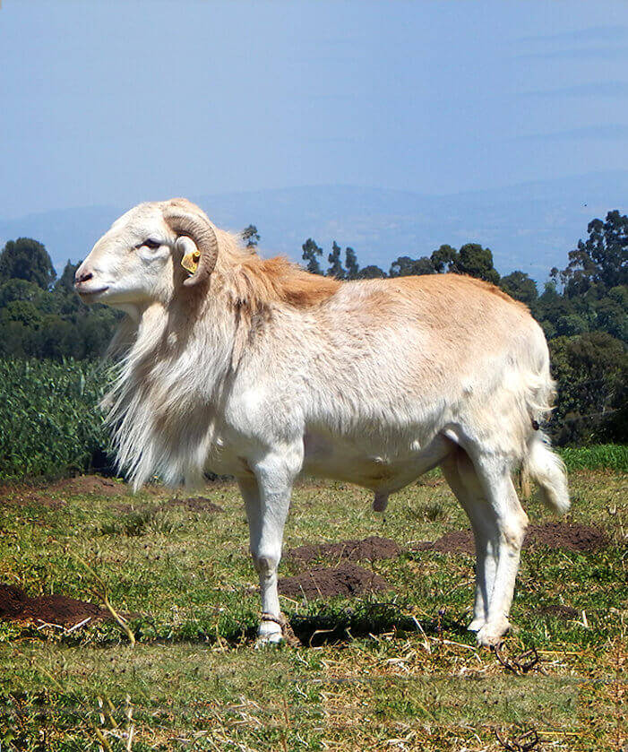 Low-Cost, Mobile Reproductive Labs for Better Sheep and Goat Breeding ...