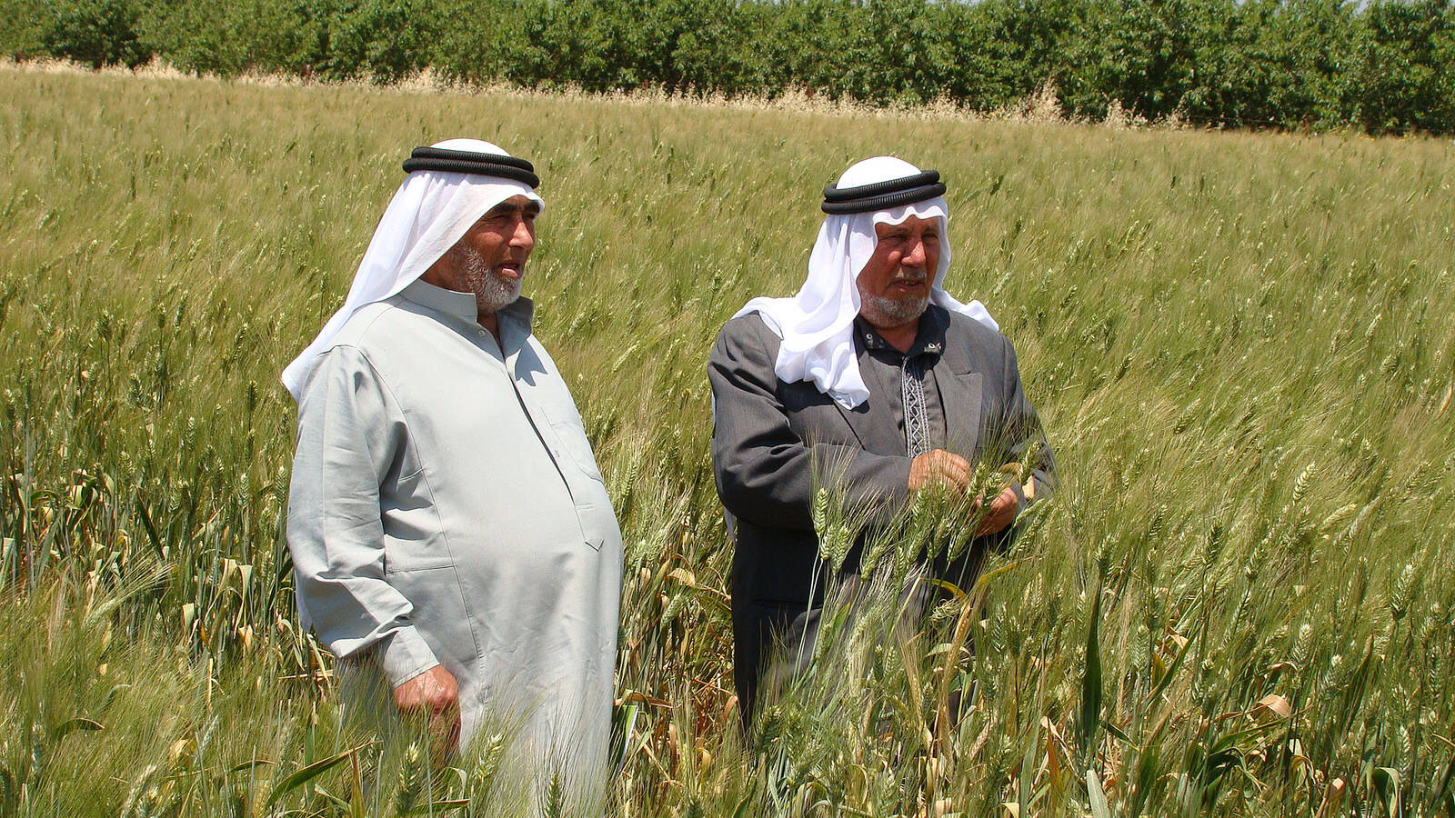 Enhancing Food Security in Arab Countries (2011 - 2023) | ICARDA