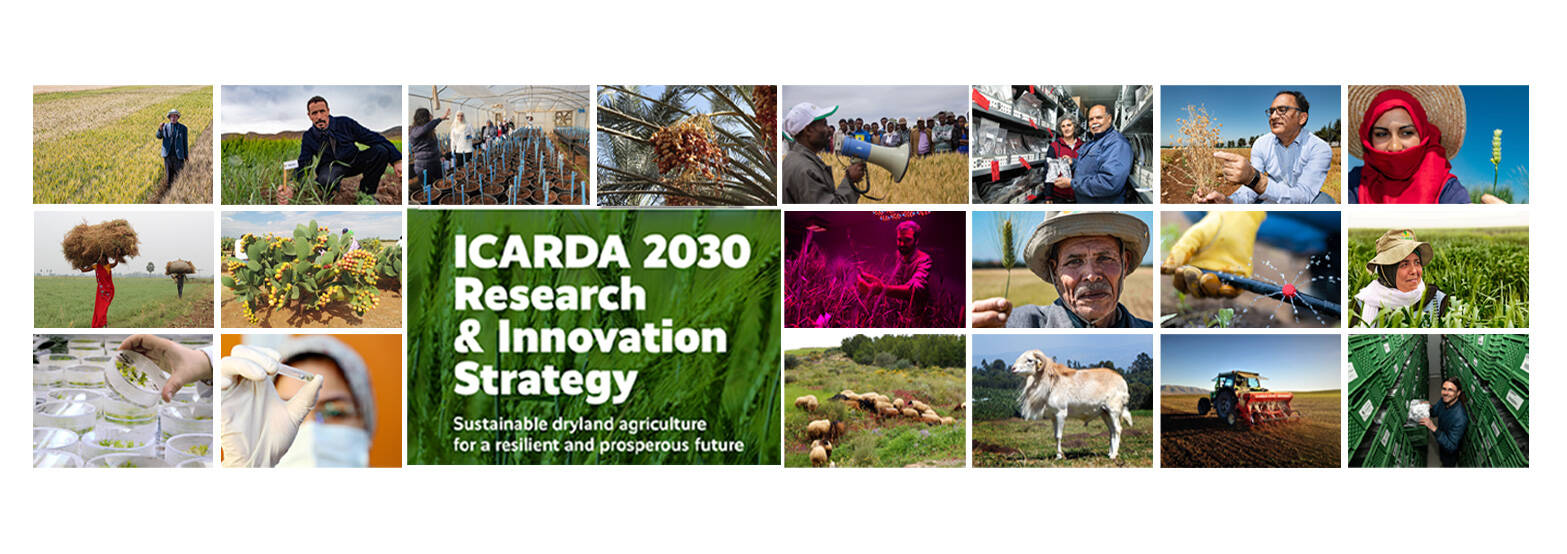 ICARDA’s 2030 Research and Innovation Strategy | ICARDA