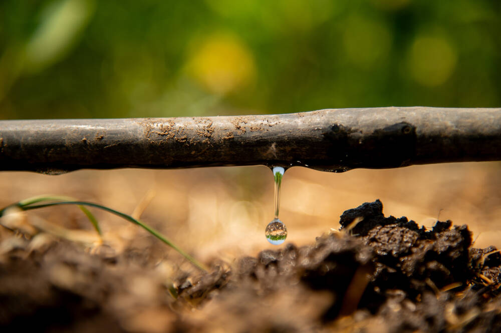 Carbon-Smart Farming Breakthroughs for Drylands | ICARDA