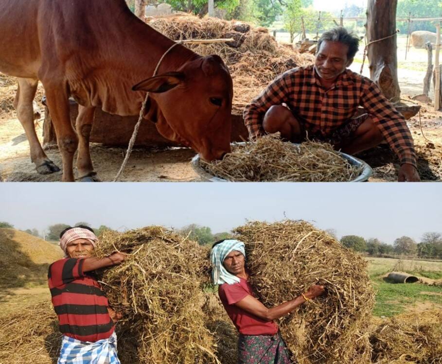 Transforming Rice Fallow with Grasspea | ICARDA