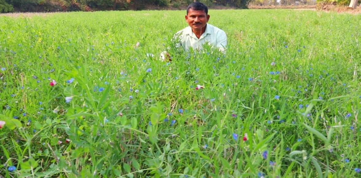Transforming Rice Fallow with Grasspea | ICARDA