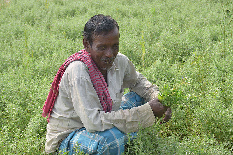 What are the rabi crops harvested in India?