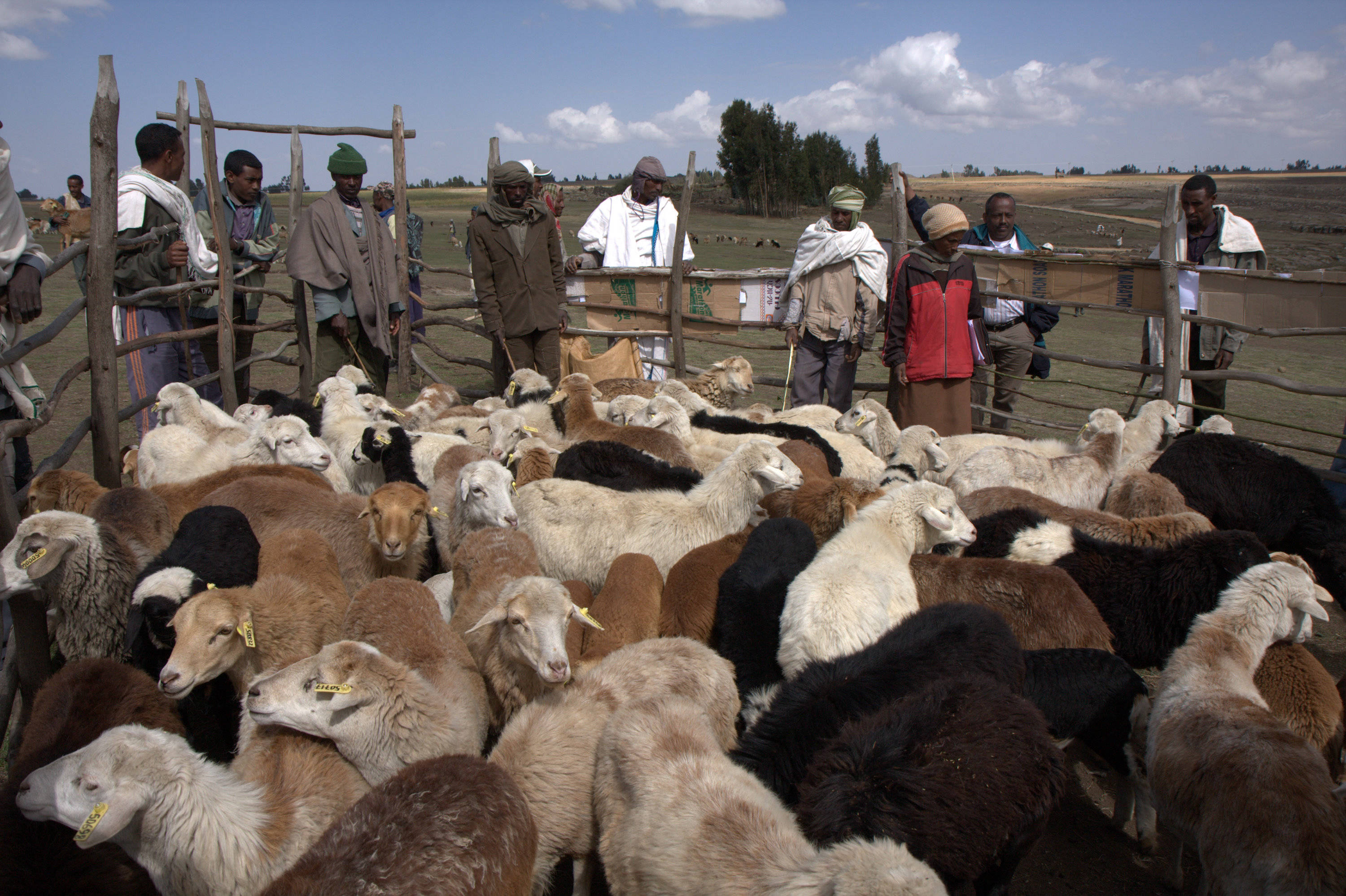 Research on Menz sheep breeding awarded in Ethiopia | ICARDA