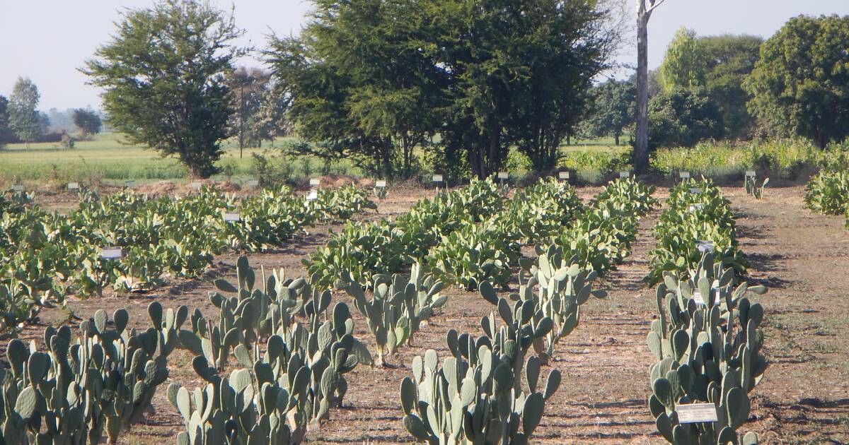 Cactus is catching up in India | ICARDA