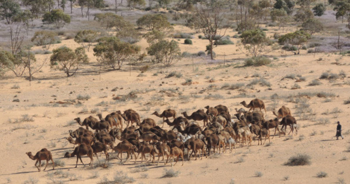 A new comprehensive rangeland management tool for dryland areas can ...