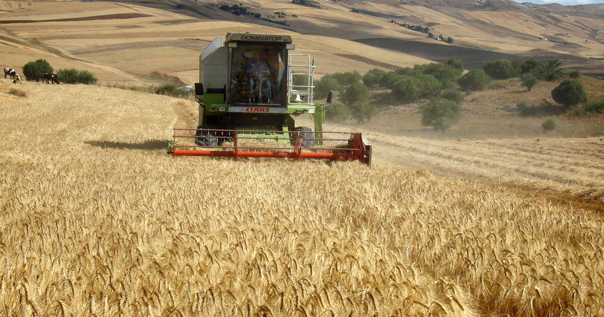 Protecting dryland crops in the face of climate change | ICARDA