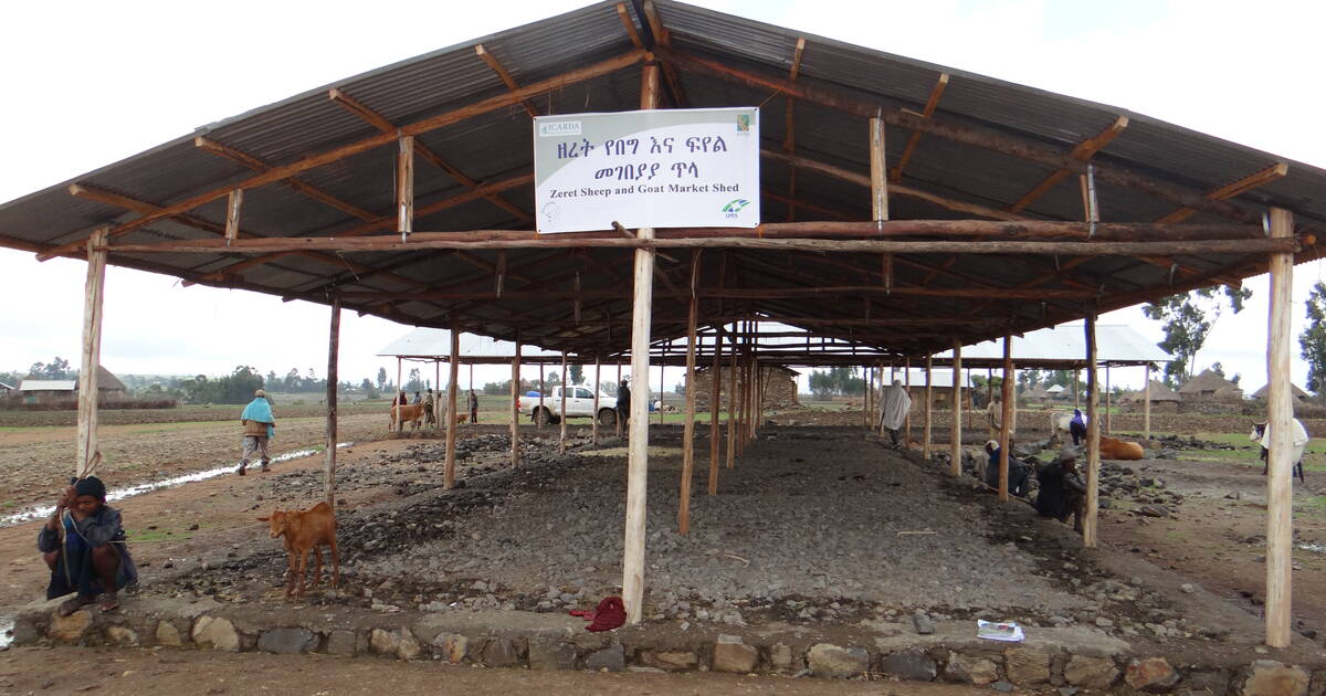 Market Sheds in Ethiopian Livestock Markets boost Farmers ...