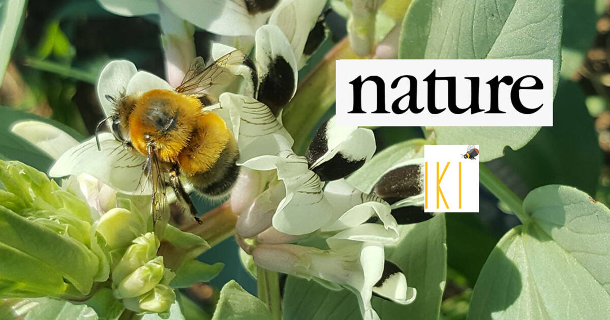 Pollinator protection strategies must be feasible for all nations | ICARDA