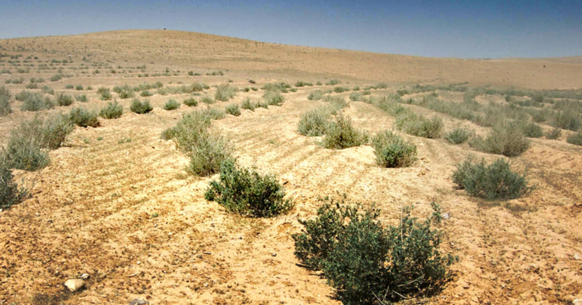 CGIAR Kicks Off the CWANA Consultations | ICARDA