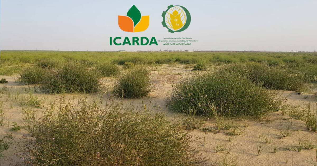ICARDA Signs MOU with the Islamic Organization for Food Security | ICARDA