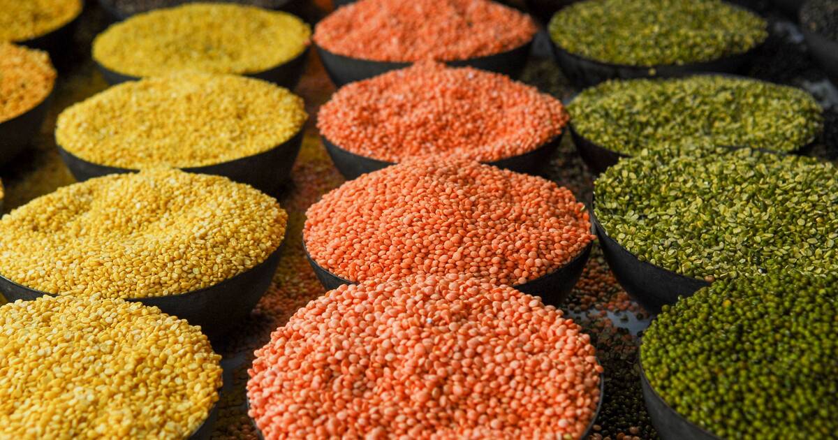 A Brief History of the Mighty Lentil in India I ICARDA