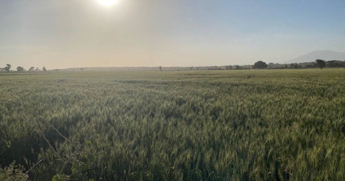 Ethiopia paves the way to wheat self-sufficiency | ICARDA