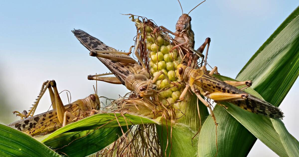 Farmers Can Get Ahead of Locust Swarms | ICARDA