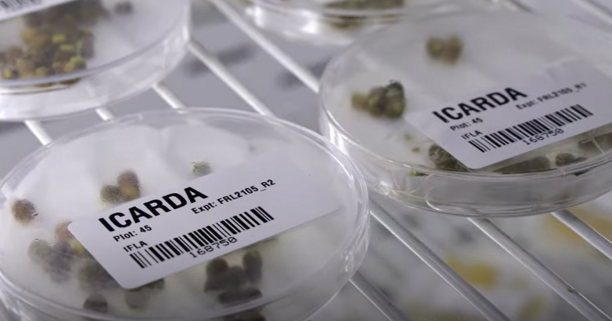New Film Showcases ICARDA's Genebanks' role in Global Food Security ...