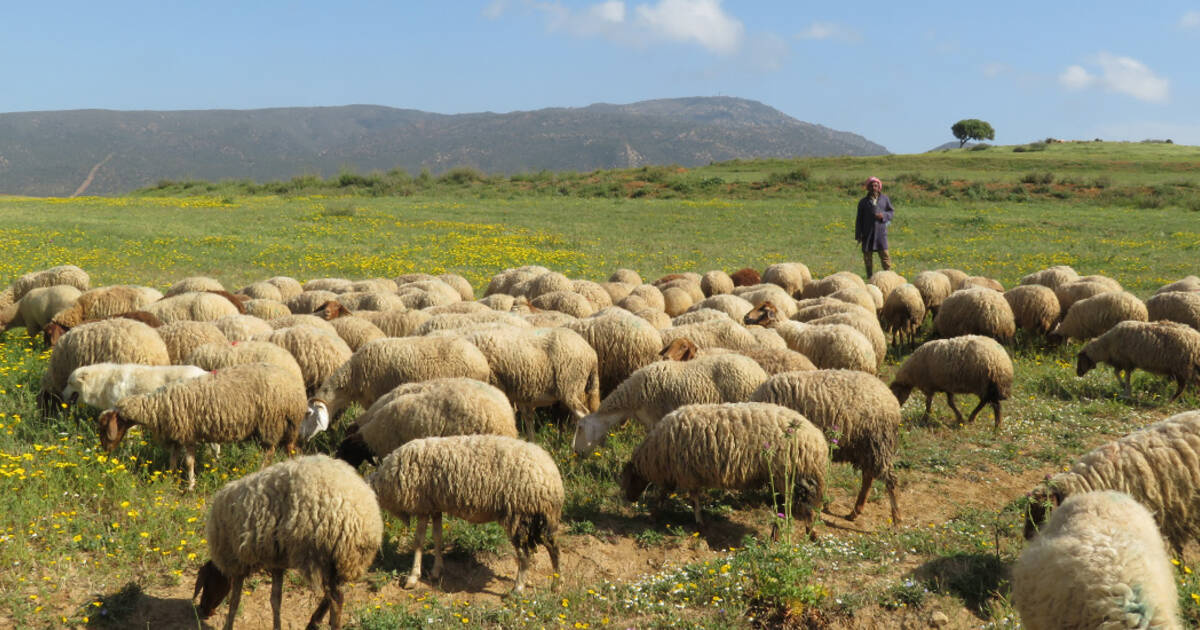 Restoring rangelands: the art of flexible livestock management | ICARDA