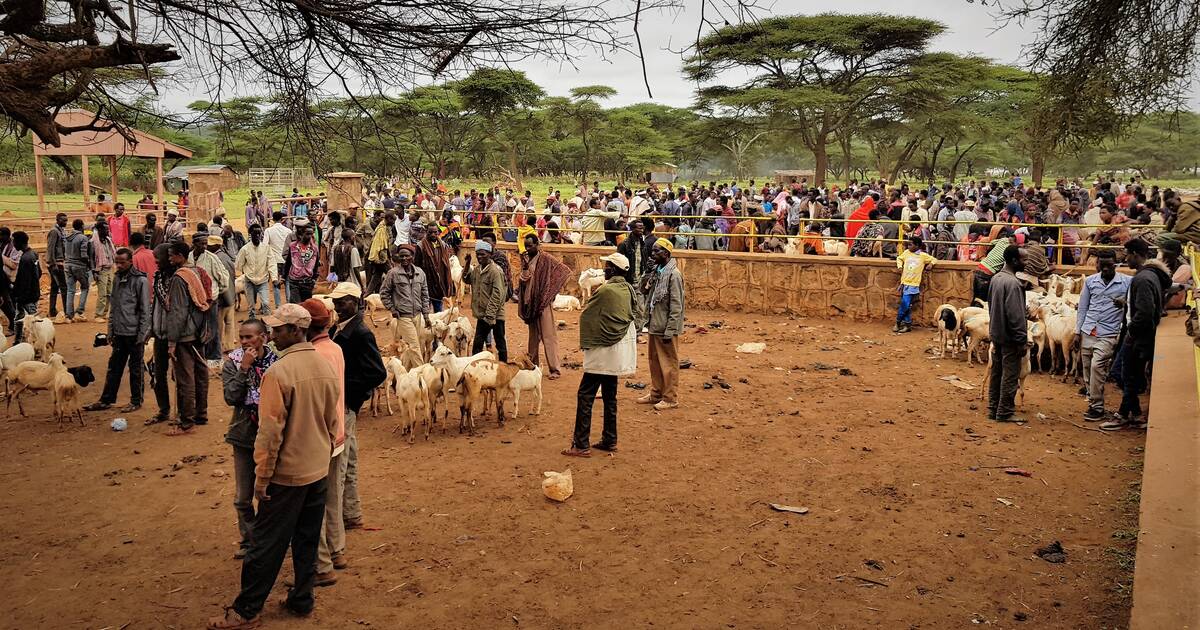 Beyond Milk and Meat: Prioritizing Traits That Matter to Pastoralists ...
