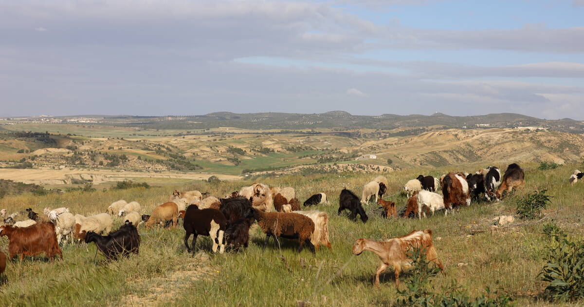 United for Land - Regenerative Grazing to Combat Desertification | ICARDA