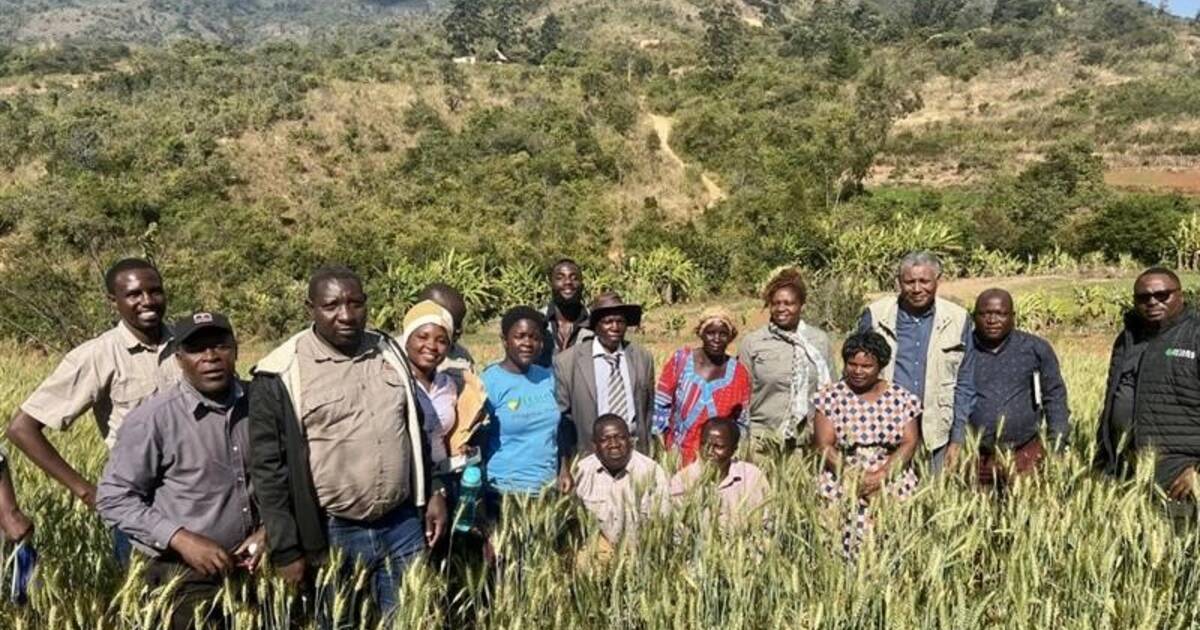 The Promise of Summer Wheat in Zimbabwe | ICARDA