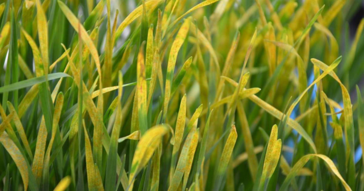 Tackling the threat of rust disease | ICARDA