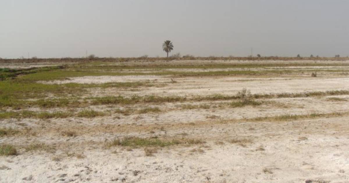 Reviving Iraq through Conservation Agriculture | ICARDA