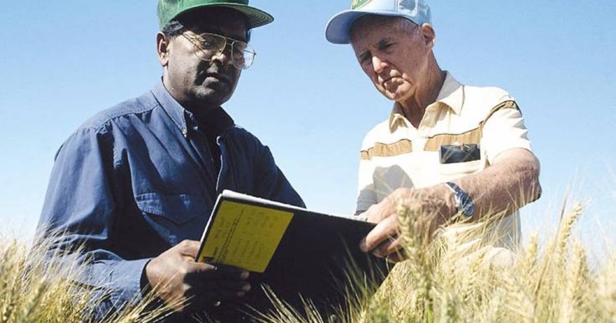 Wheat researcher wins prestigious World Food Prize | ICARDA