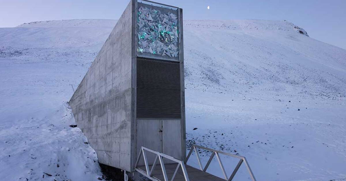 Protecting ICARDA’s unique seed collection | ICARDA